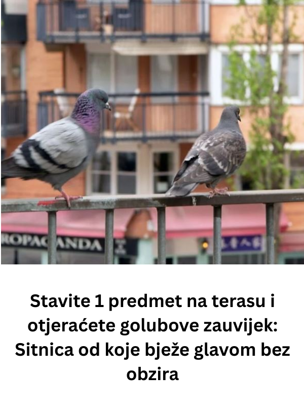 Stavite 1 predmet na terasu i otjeraćete golubove zauvijek: Sitnica od ...